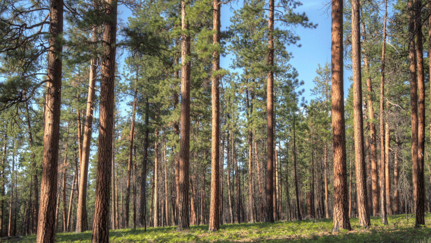 15 Best Things to Do in Southern Pines NC | 2024 Guide